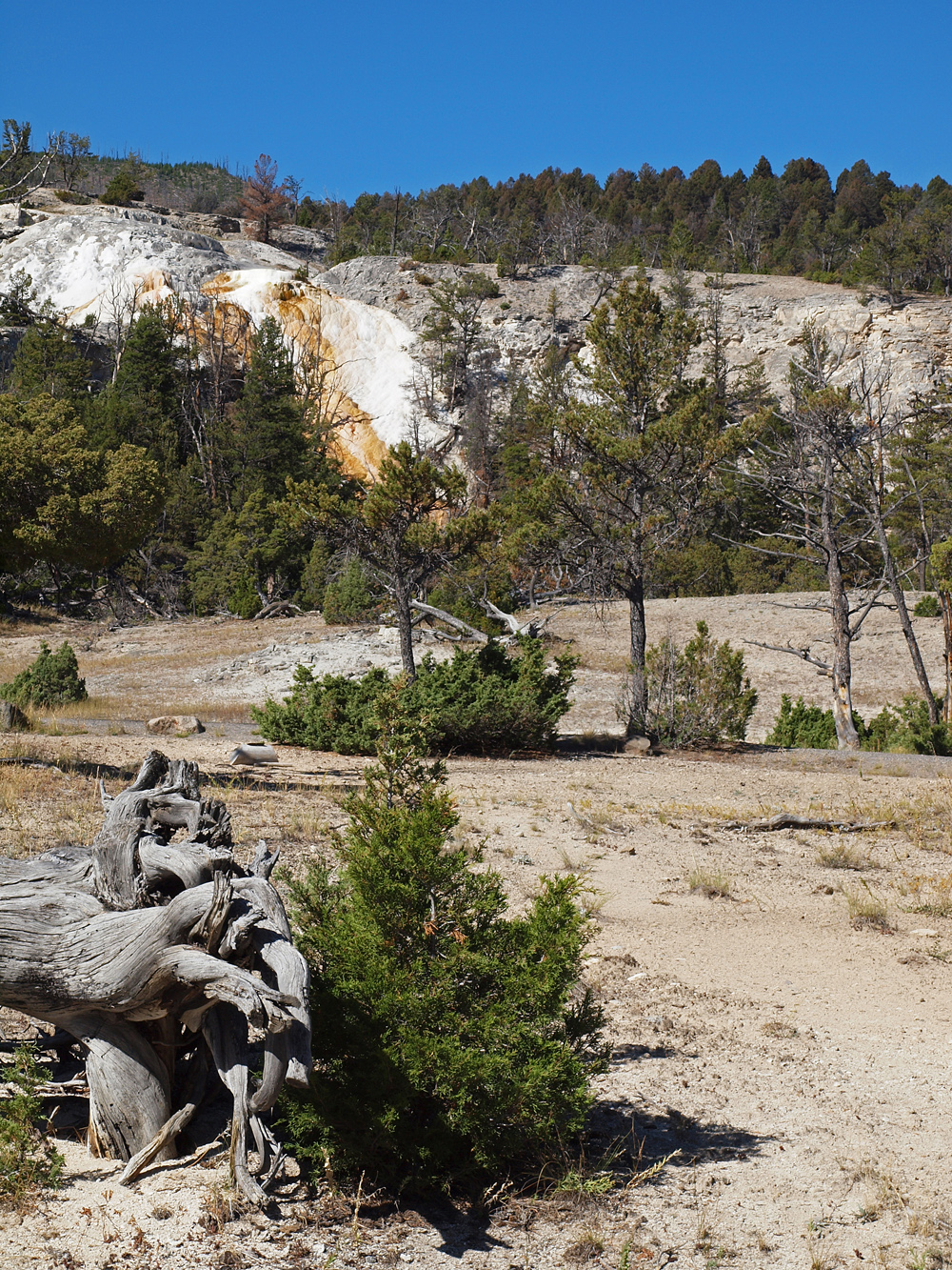 Mammoth of Yellowstone - Graeme's Photography Blog